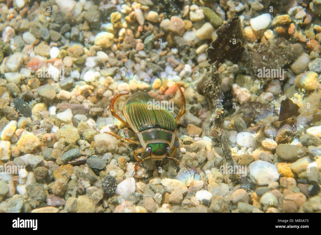 Great diving beetle, Dytiscus marginalis, adult, female, doncaster ...