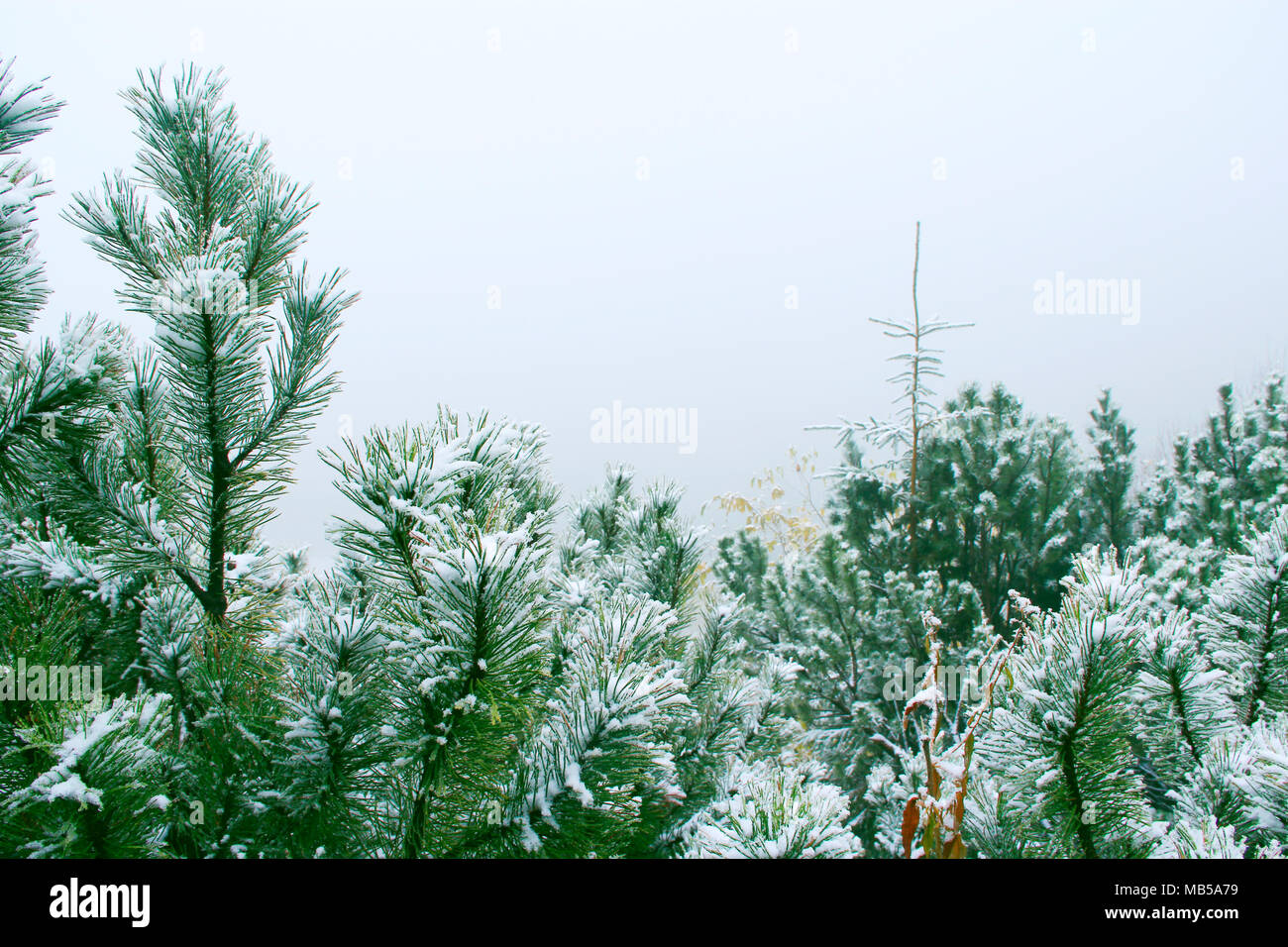 Pine branches covered with first snow. Fog in the forest Stock Photo ...