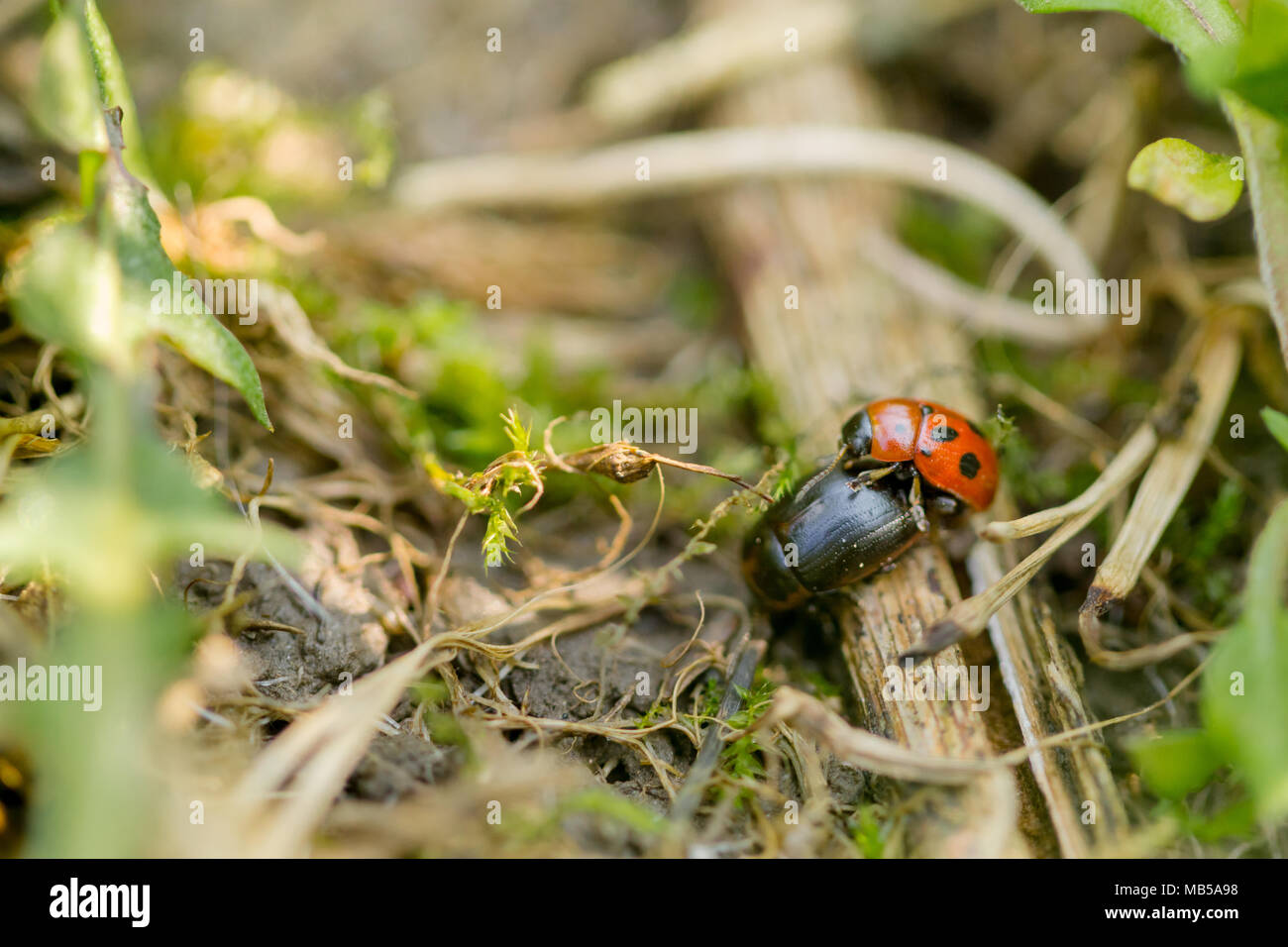 Close up of Ladybug on top of other black coleoptera insect on ground ...