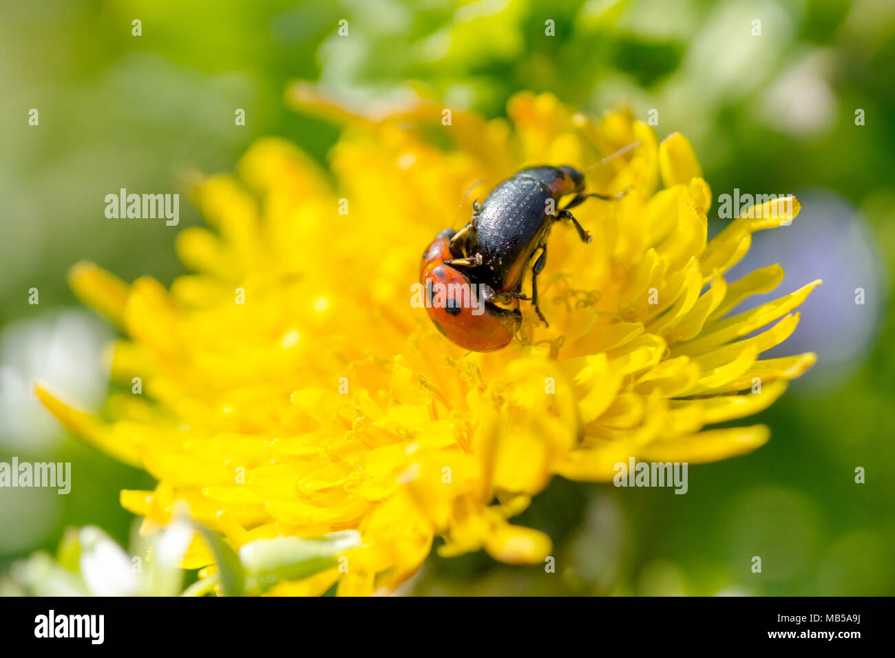 Close up of Ladybug on other black coleoptera insect on blooming yellow ...