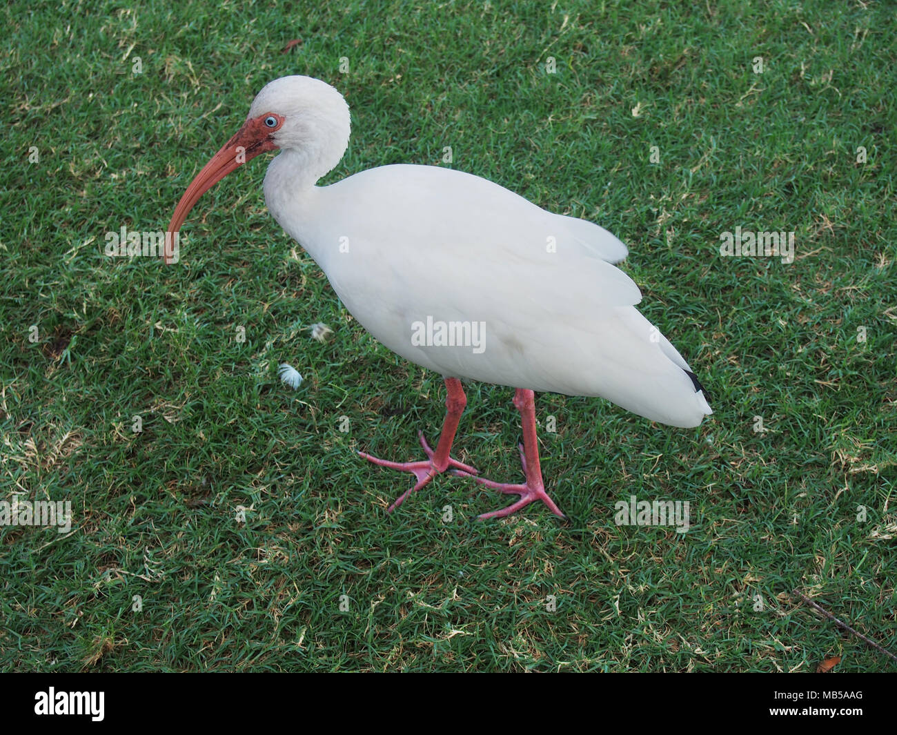American White Ibis, Florida, USA 2017 © Katharine Andriotis Stock ...