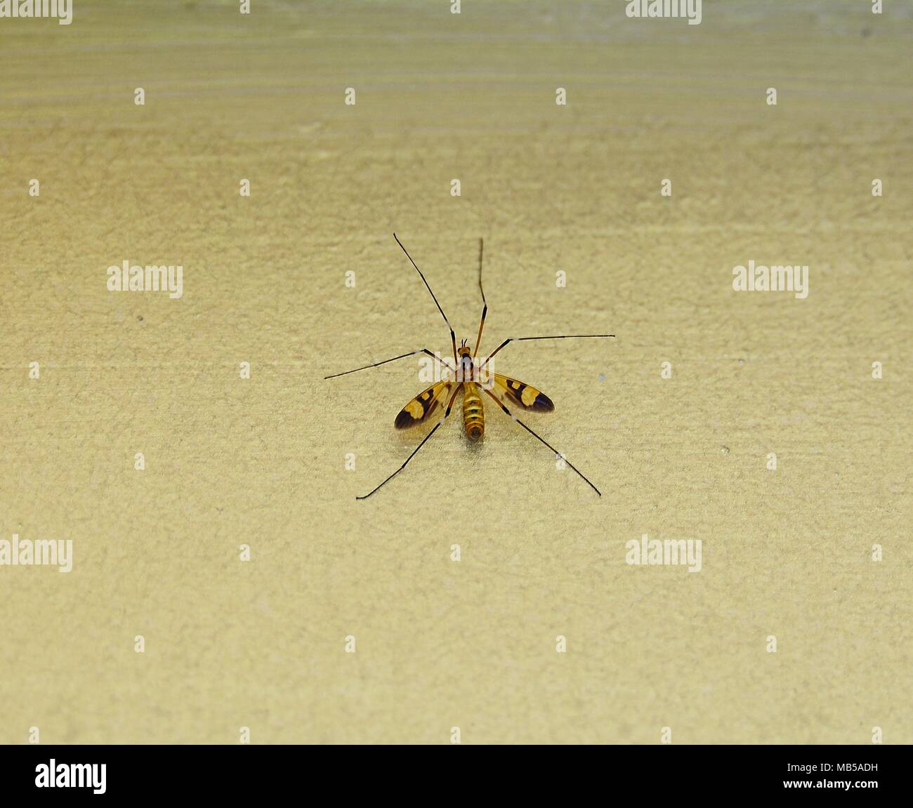 Large Yellow and black Crane fly Stock Photo - Alamy
