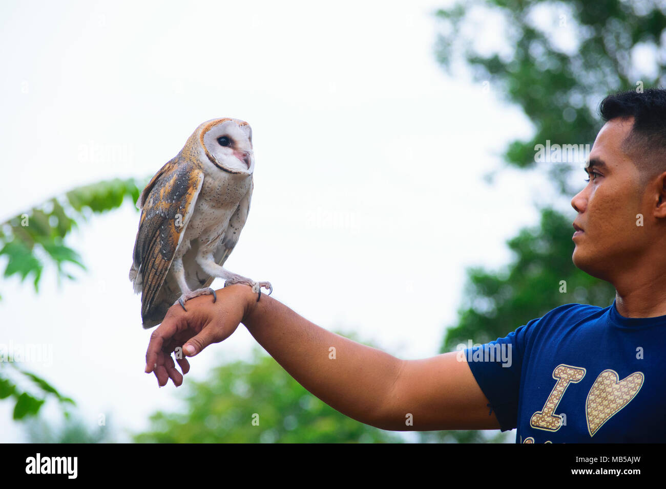 close up of man holding Barn Owl / Tyto Alba - Indonesia Stock Photo ...