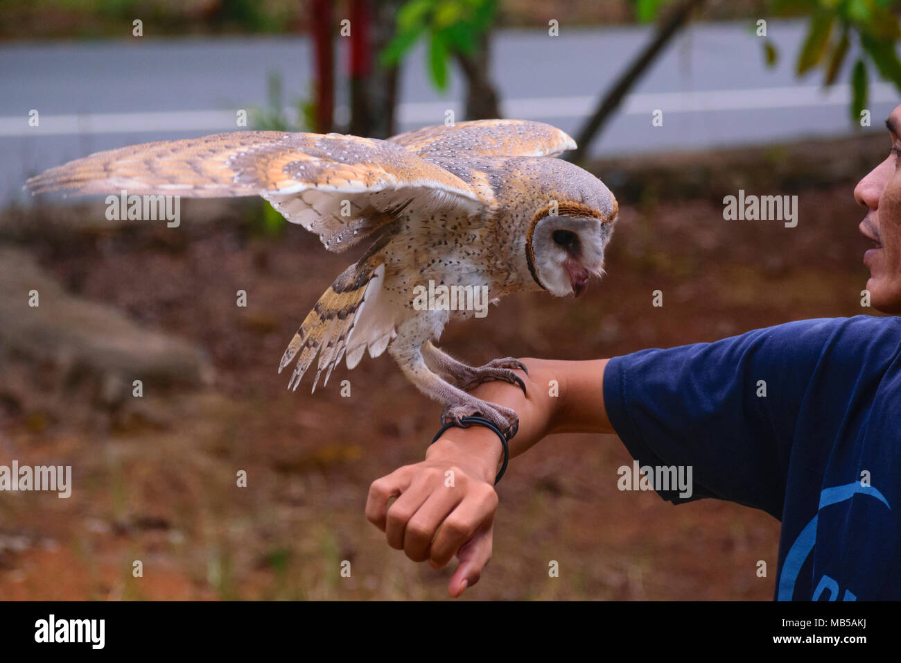 Man With Owl High Resolution Stock Photography and Images - Alamy
