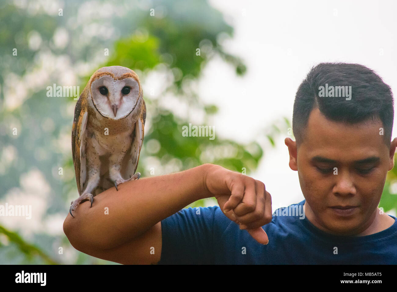 close up of man holding Barn Owl / Tyto Alba - Indonesia Stock Photo ...