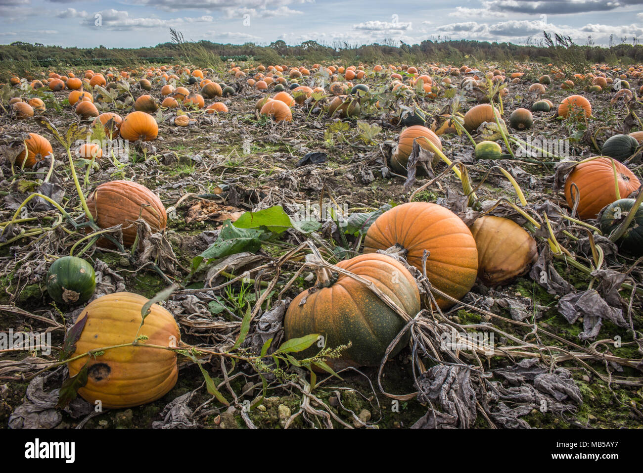 Halloween landscape hi-res stock photography and images - Alamy
