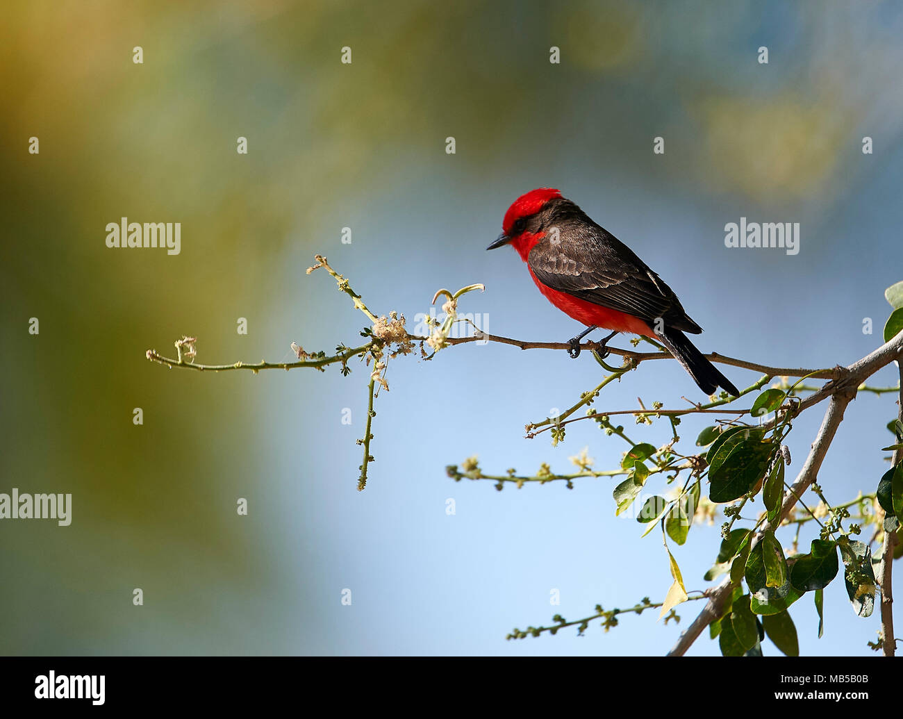 Vermilion Flycatcher (Pyrocephalus rubinus) male perched in a tree ...