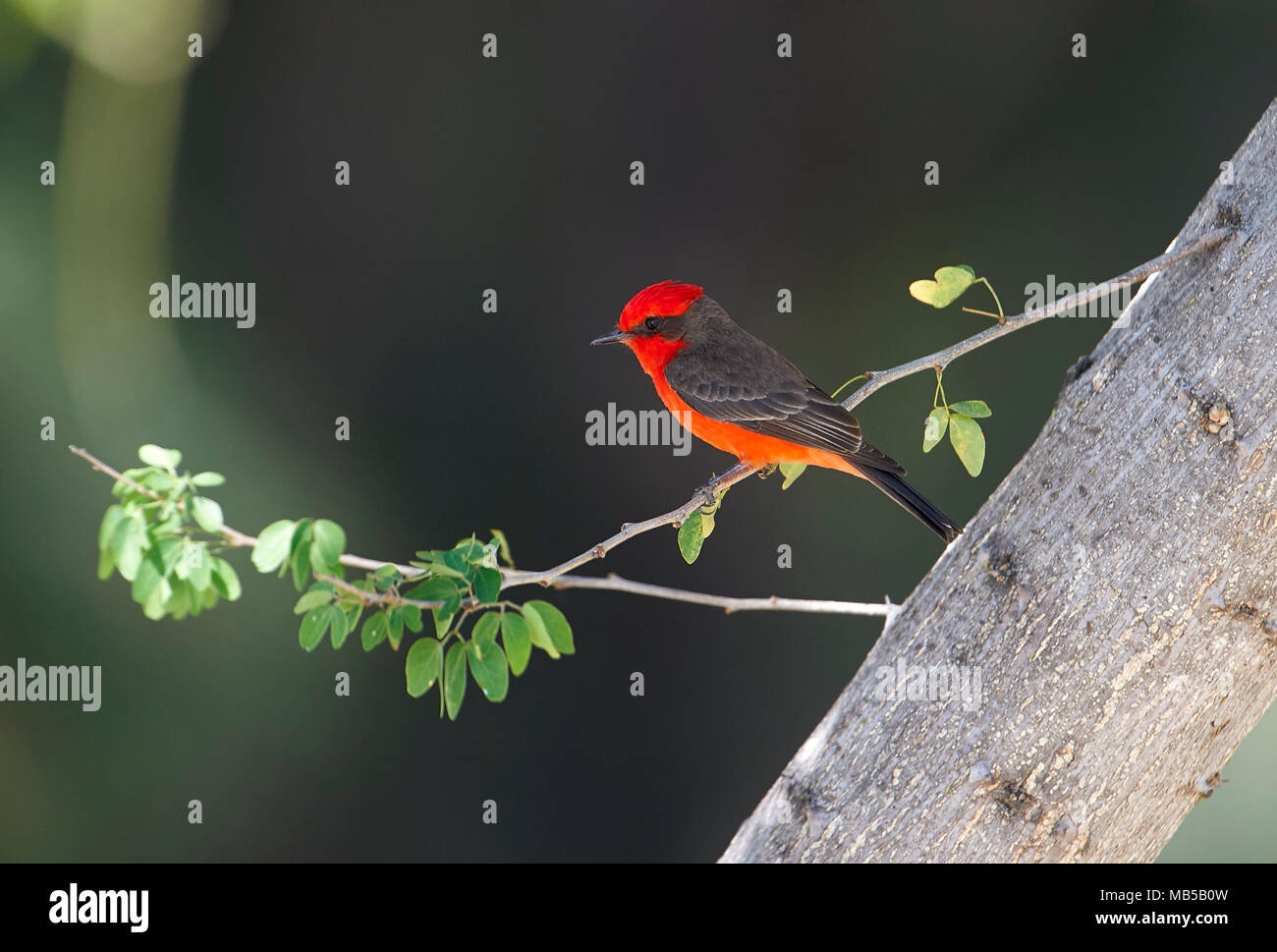 Vermilion Flycatcher (Pyrocephalus rubinus) male perched in a tree ...