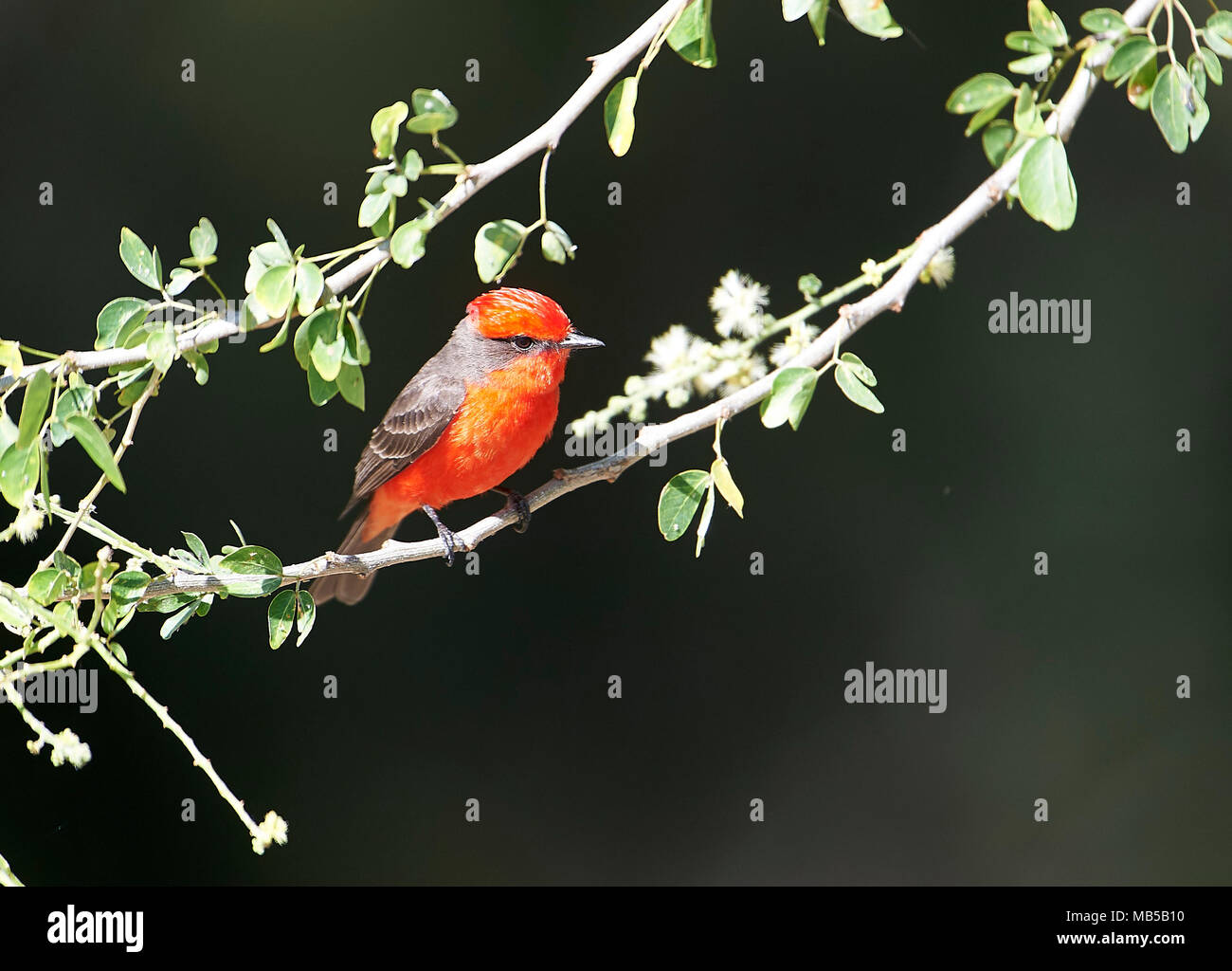 Vermilion Flycatcher (Pyrocephalus rubinus) male perched in a tree ...