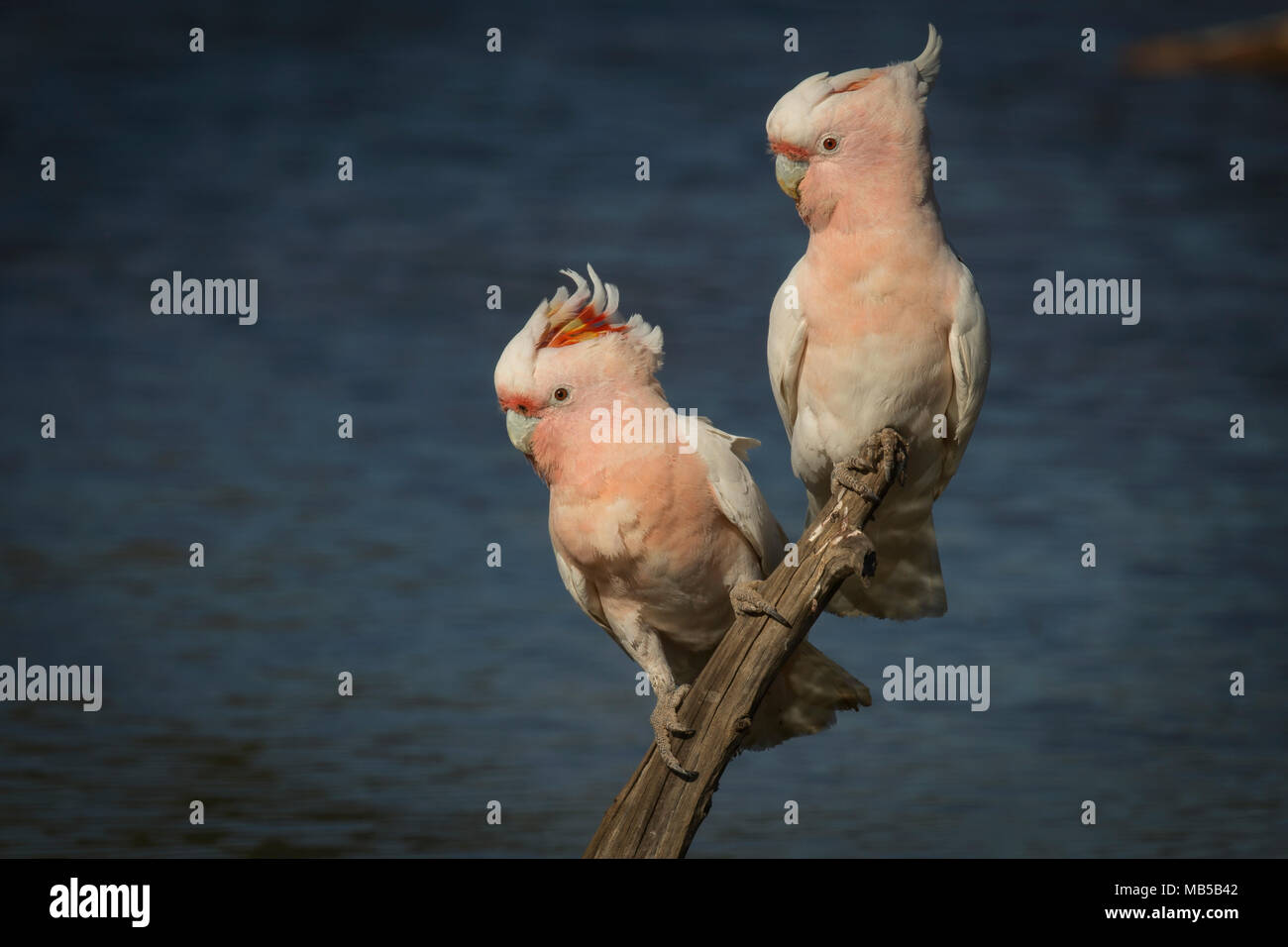 Major mitchells cockatoo hi-res stock photography and images - Alamy