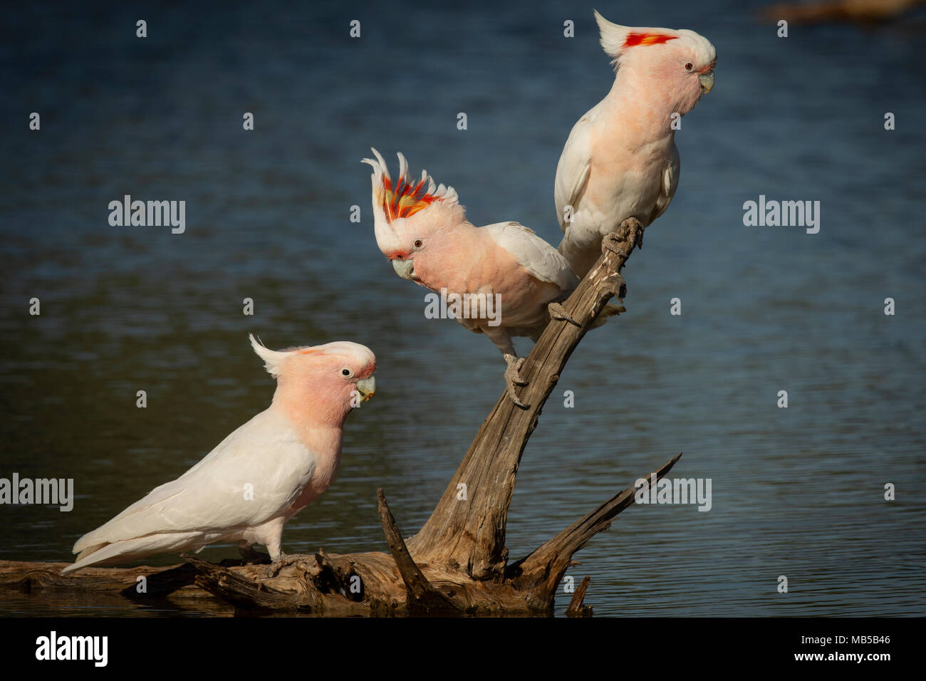 Pink Cockatoo or Major Mitchell's Cockatoo. Taken outside the town of ...