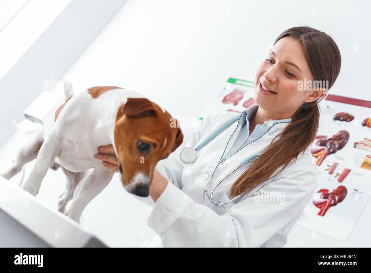 How Can I Listen To My Dogs Heartbeat With A Stethoscope