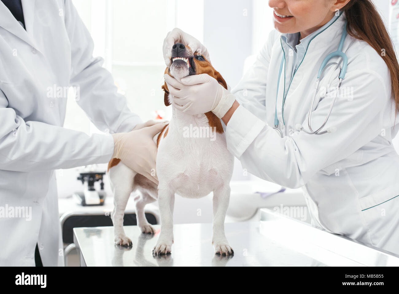 Inspection of oral two doctor's of a sick small dog. Veterinary clinic ...