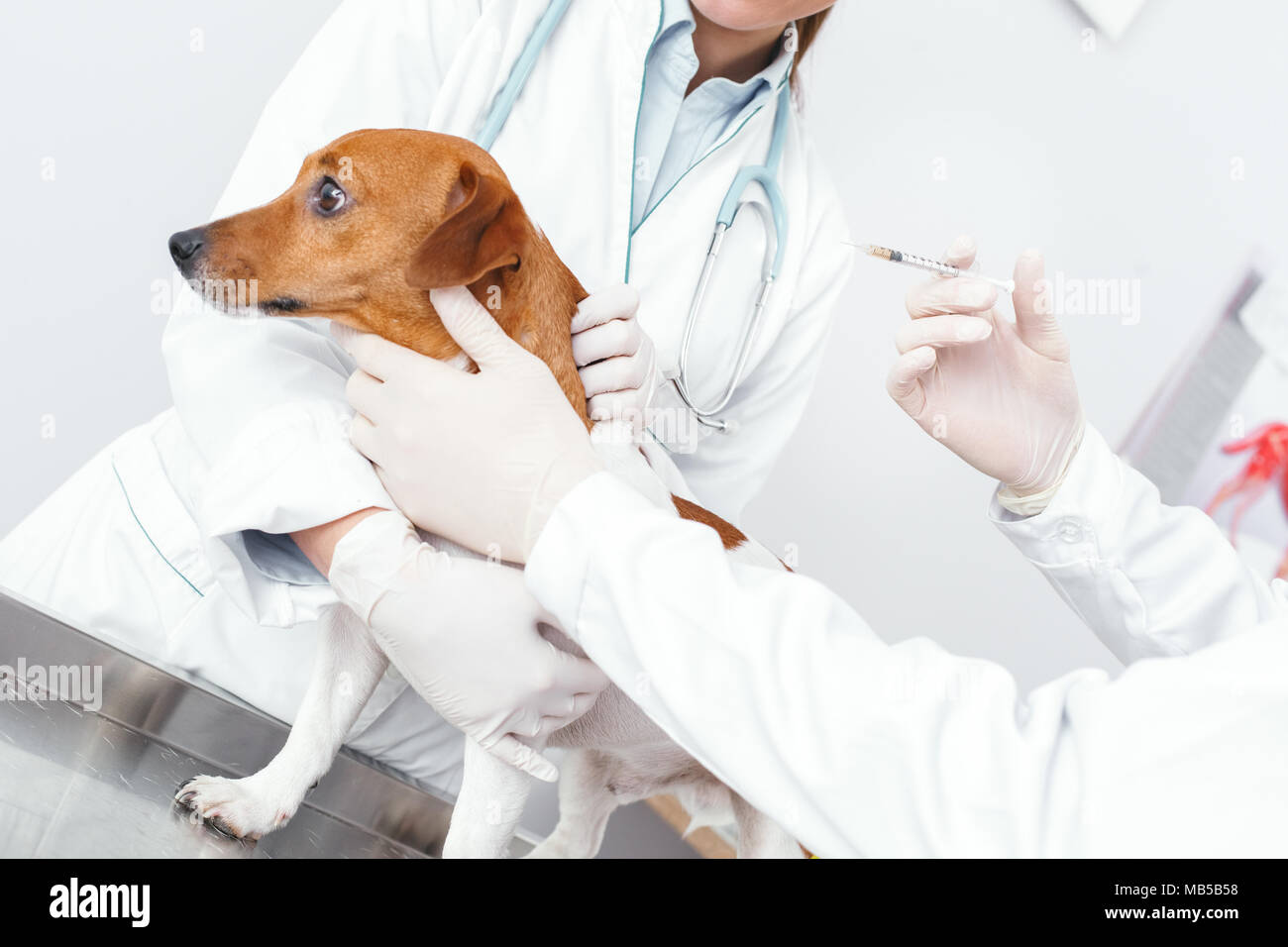 Dog scared. Injection of medicine for the puppy.. Veterinary clinic ...