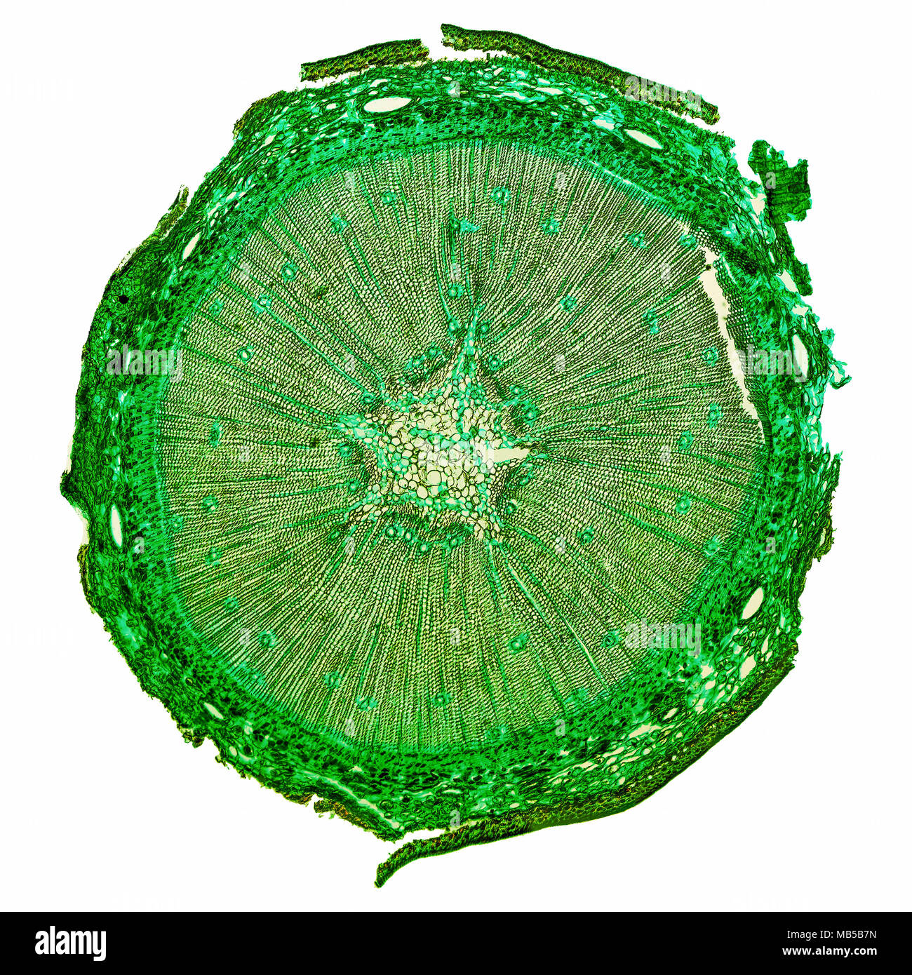 Cross section tree cell hi-res stock photography and images - Alamy