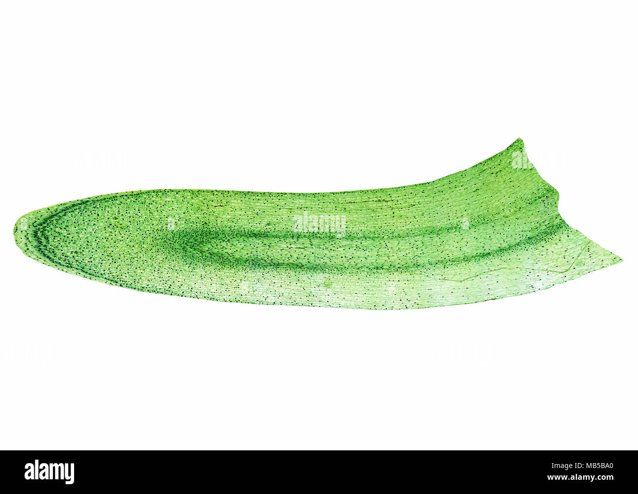 Light photomicrograph of Corn root tip cross section seen through ...