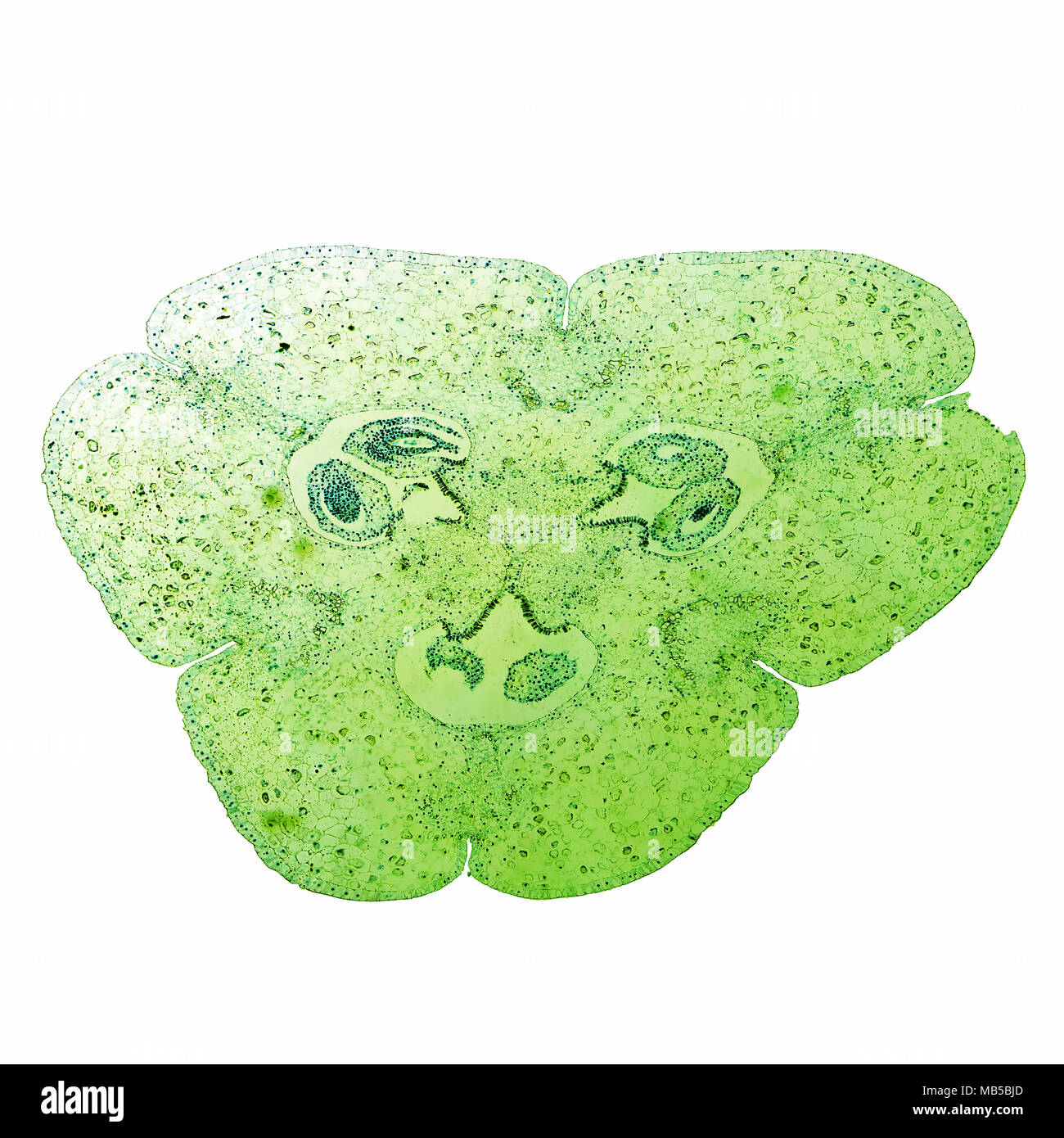 Ovary micrograph hi-res stock photography and images - Alamy Ovary micrograph hi-res stock photography and images - Alamy