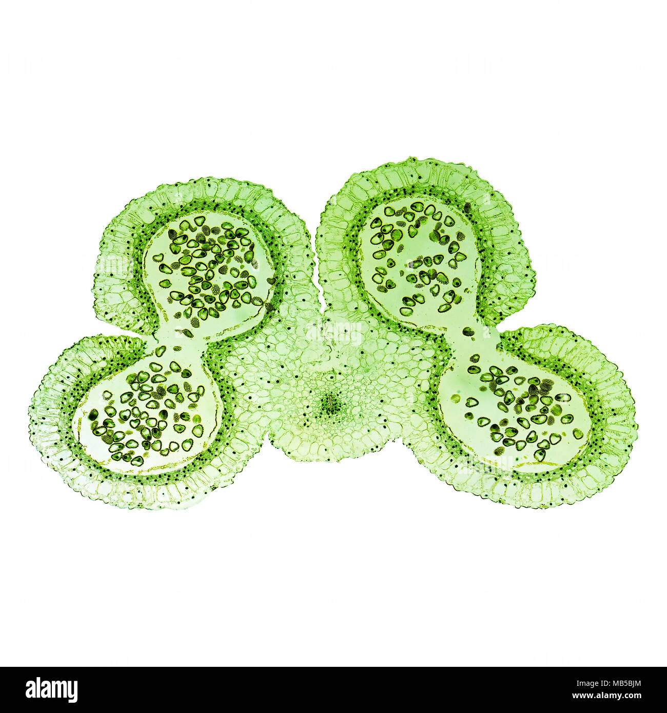 Light photomicrograph of Lily anther cross section seen through ...