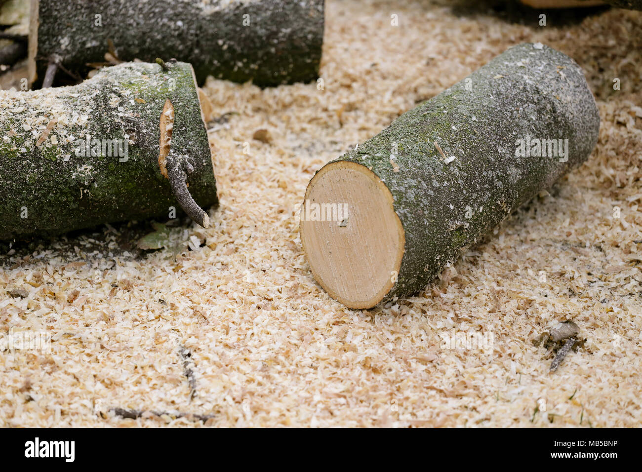 Cutted tree surrounded with sawdust Stock Photo - Alamy