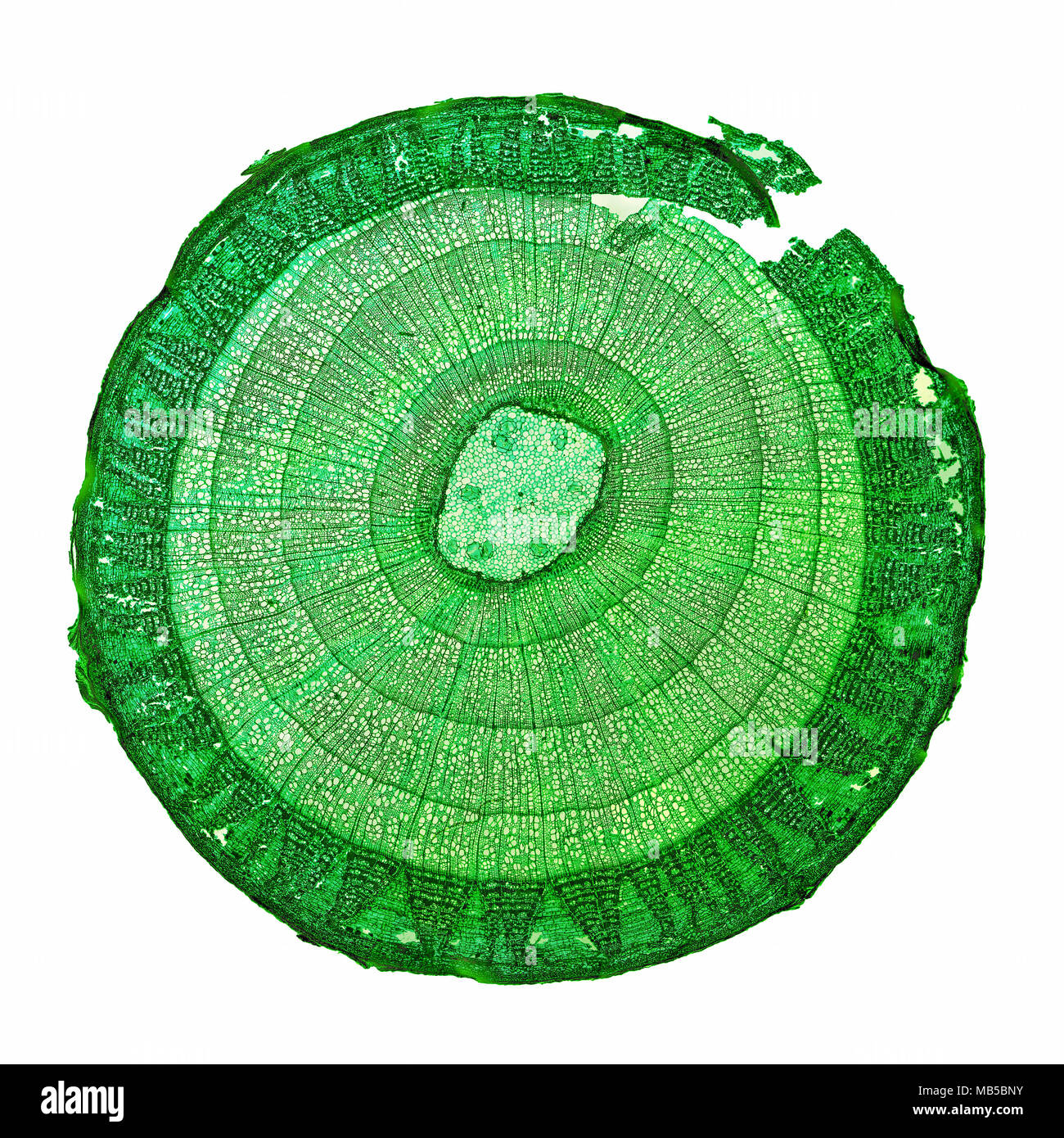 High resolution light photomicrograph of tilia stem cross section seen ...