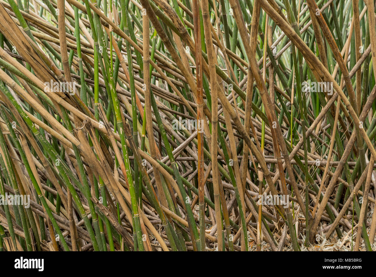 Bamboo Pick Up Sticks growing thick in forest Stock Photo - Alamy