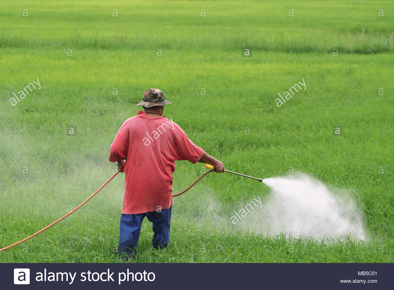 Farmer Spraying Pesticide In Paddy Stock Photos & Farmer Spraying ...