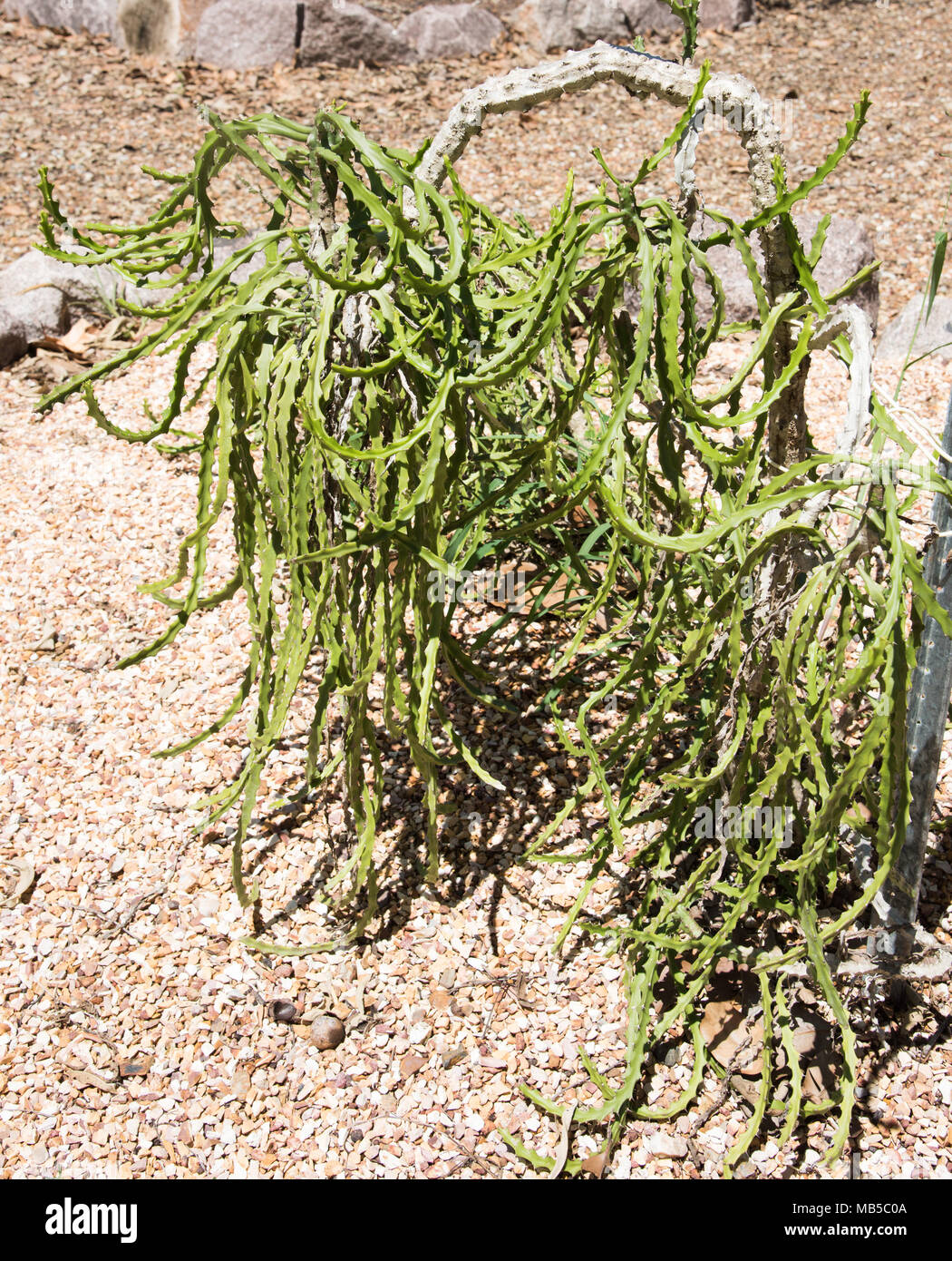 Wild branches of a cactus curly and dense in Darwin, Australia Stock ...