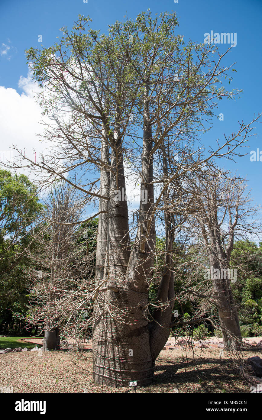 Baobab tree growing in botanic garden under a blue sky in Darwin ...