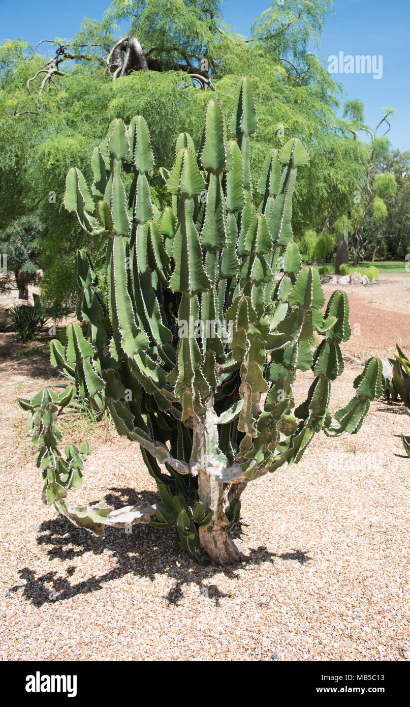 Large column style cactus growing in botanic garden in Darwin ...
