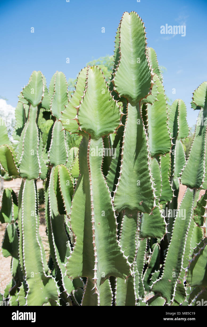 Section of pillar style cactus growing under a clear blue sky in Darwin ...