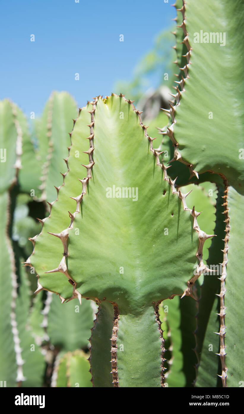 Closeup of tip of thorny cactus head growing under a clear blue sky in ...