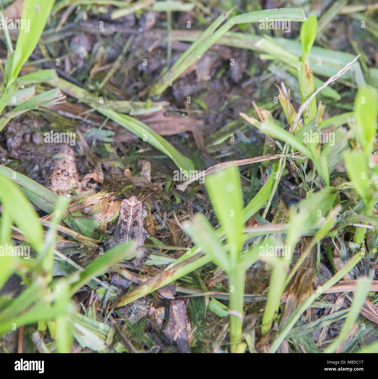 Wild toad on ground with grass blades in nature in Darwin, Australia ...