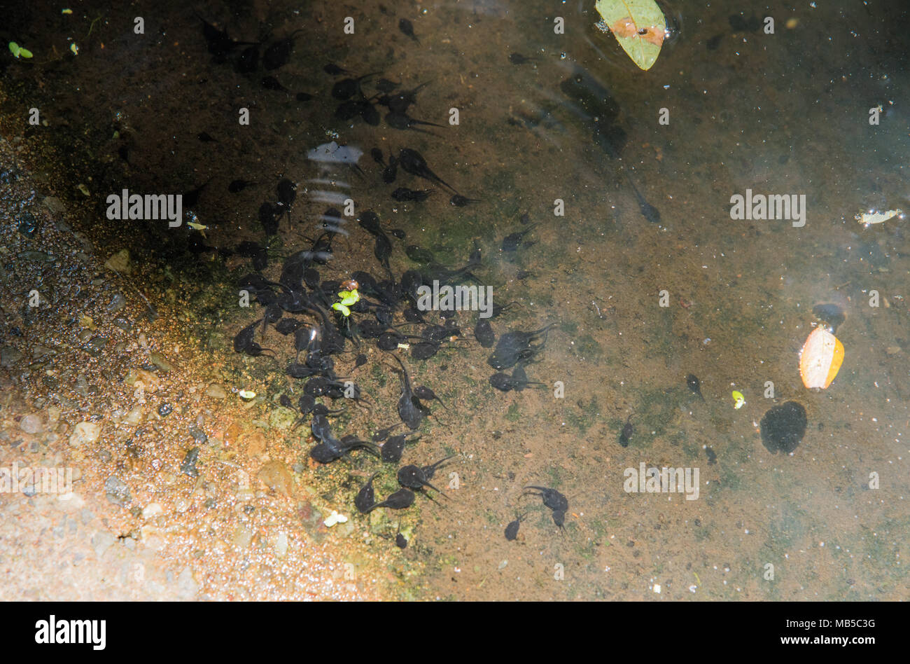 High angle view of group of tadpoles swimming on a pond water's edge in ...