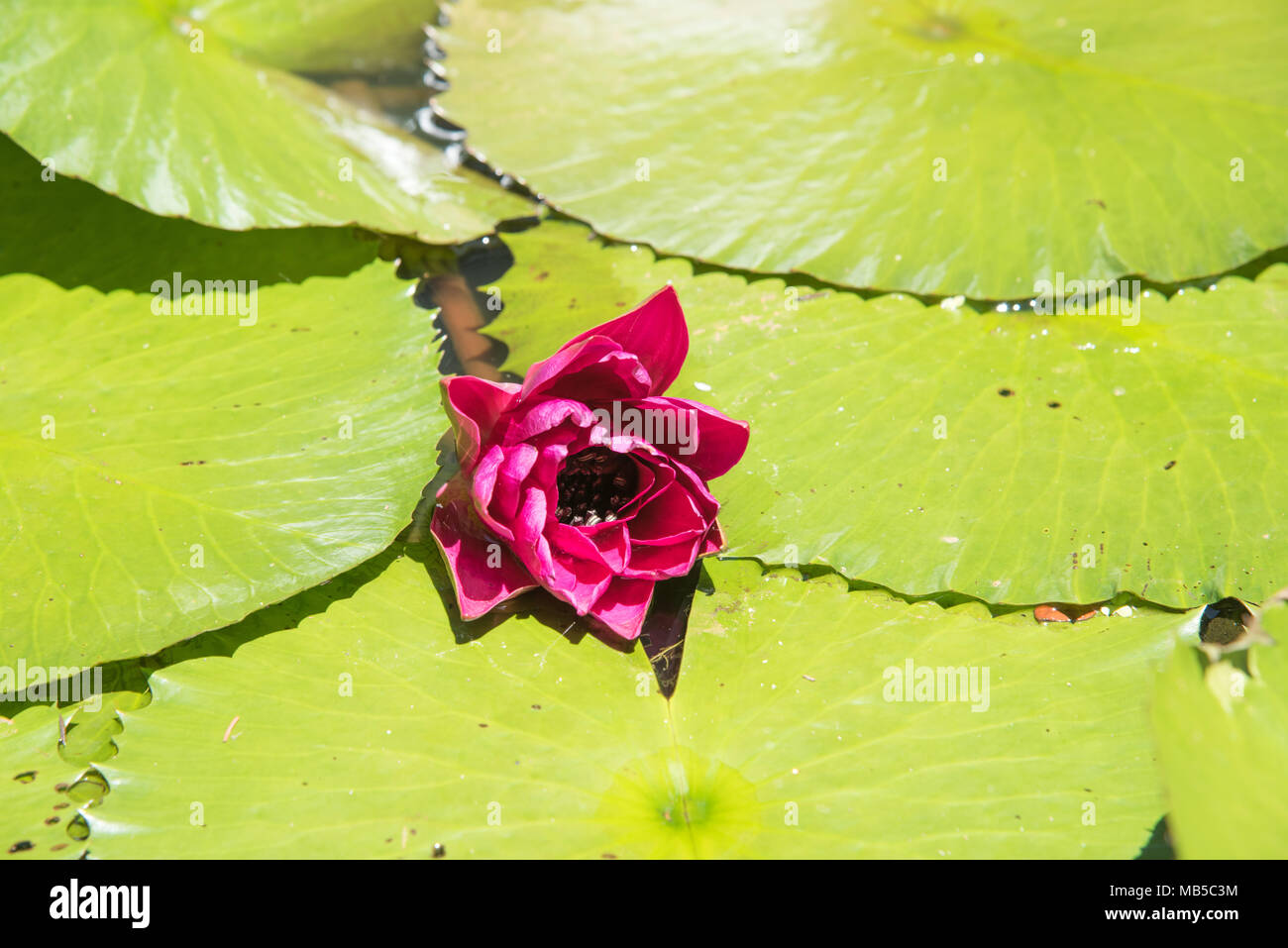 Floating hot pink lily hi-res stock photography and images - Alamy