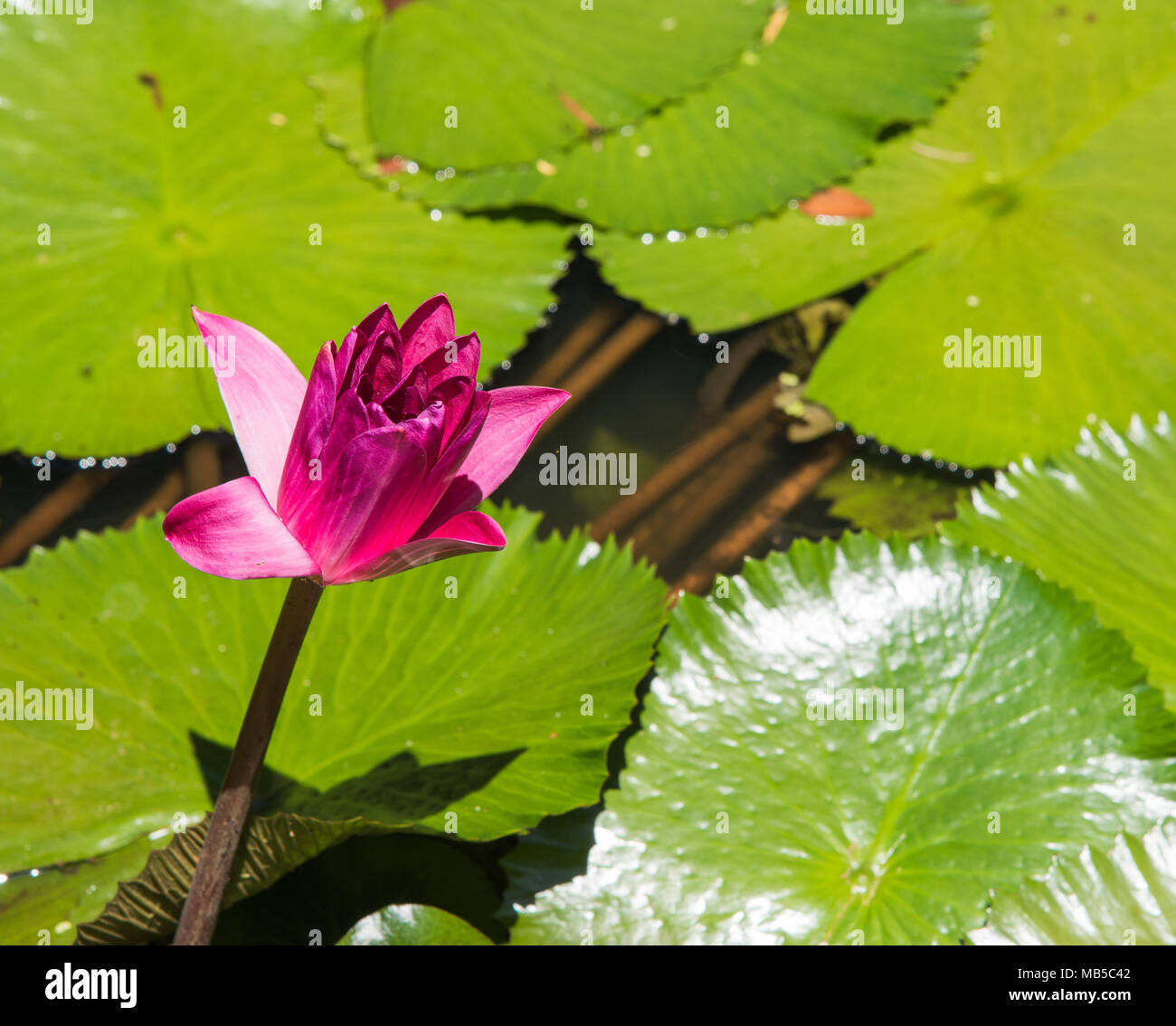 Pink flowering water lily in pond with bright green leaves in Darwin ...