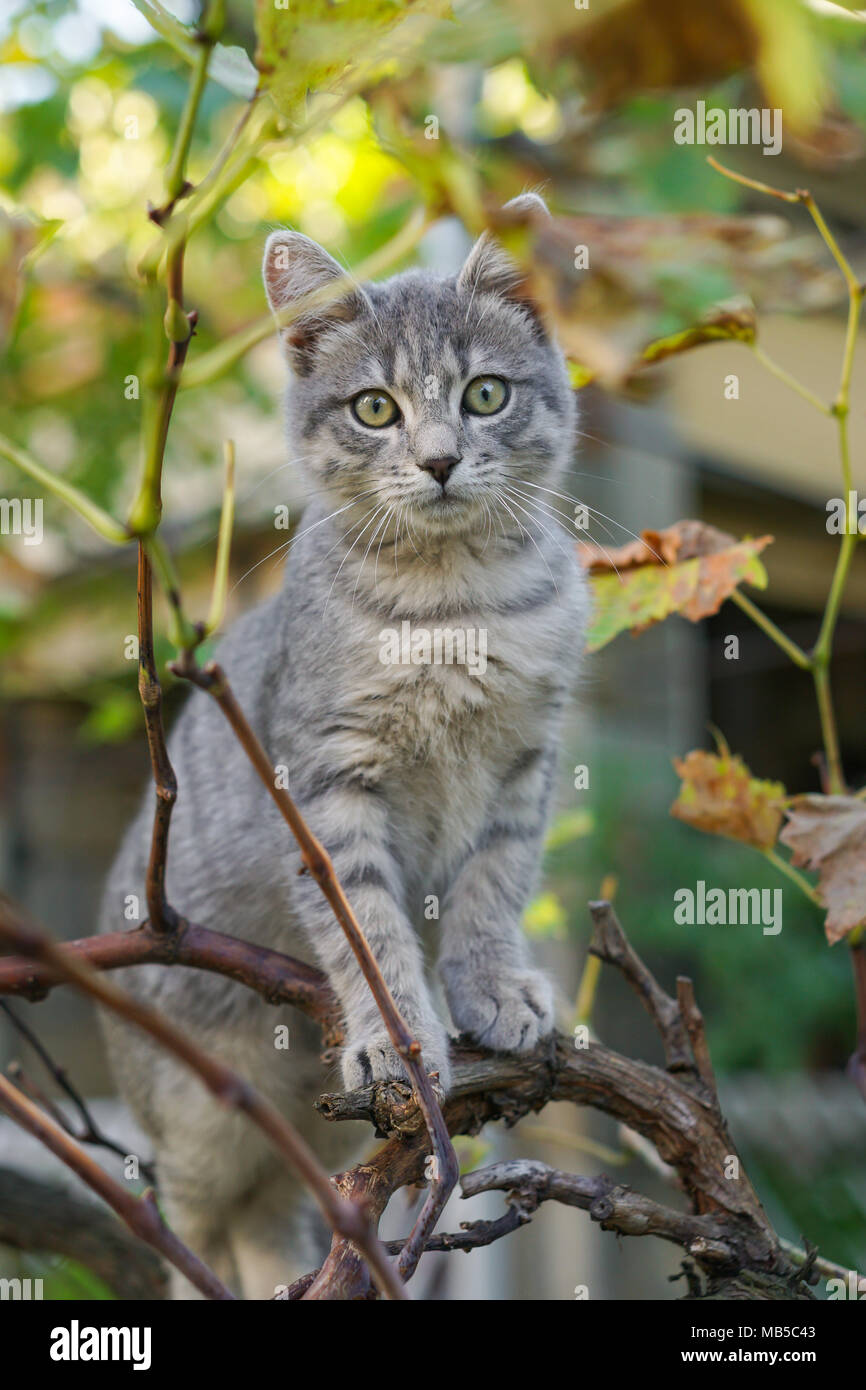 Little gray cat play on grapevine tree surrounded by autumn leaves ...