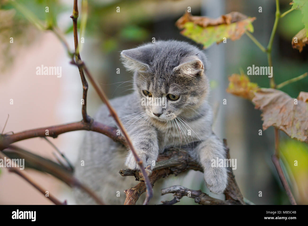 Little gray cat play on grapevine tree surrounded by autumn leaves ...