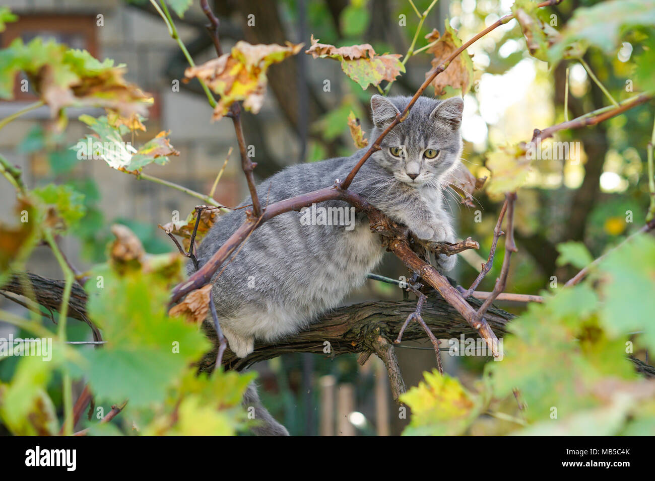 Little gray cat play on grapevine tree surrounded by autumn leaves ...