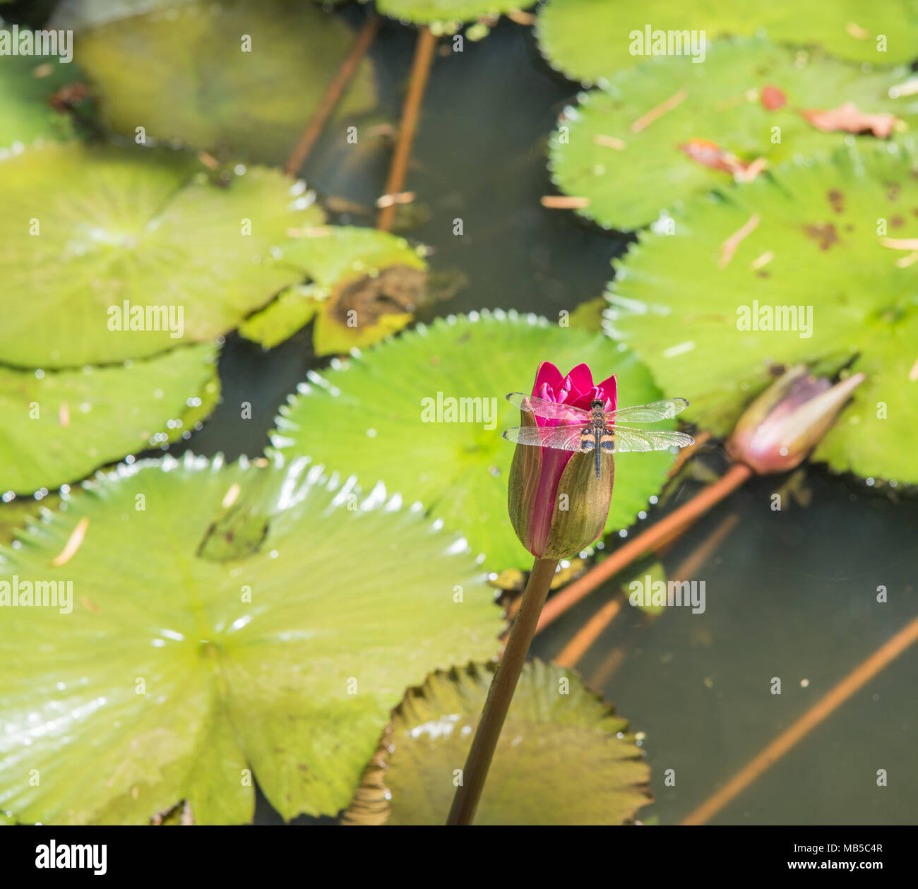 Double winged dragonfly on flowering water lily in pond in Darwin ...