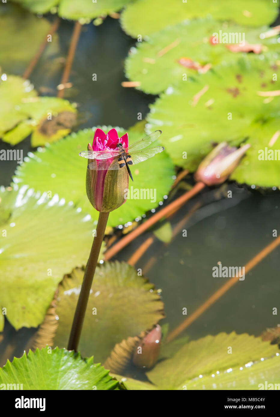 Double winged dragonfly on flowering water lily in pond in Darwin ...