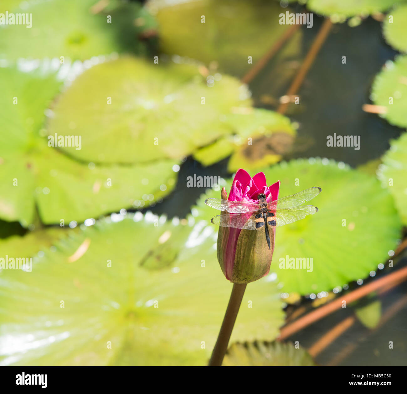 Double winged dragonfly on flowering water lily in pond in Darwin ...