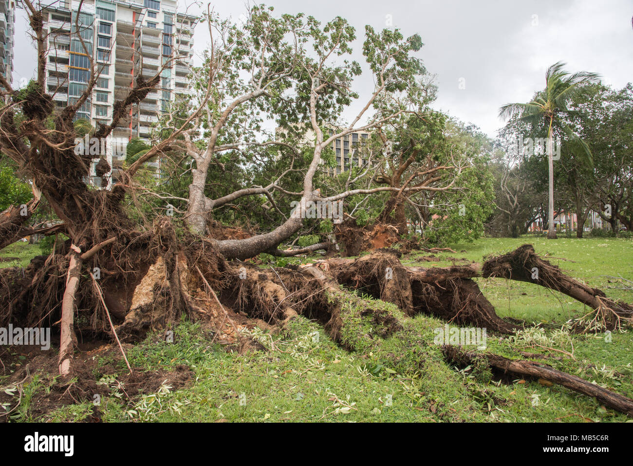 Darwin,NT,Australia-March 17,2018:Fallen tree after Cyclone Marcus at ...