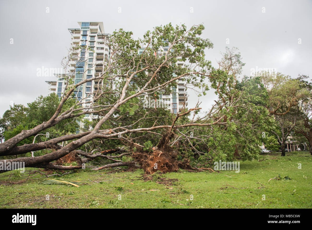 Darwin,NT,Australia-March 17,2018:Fallen tree after Cyclone Marcus at ...