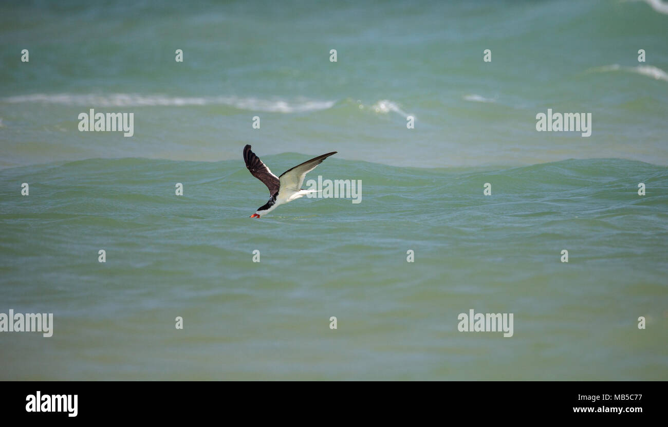 Black skimmer tern Rynchops niger skims the ocean for food at Clam Pass ...