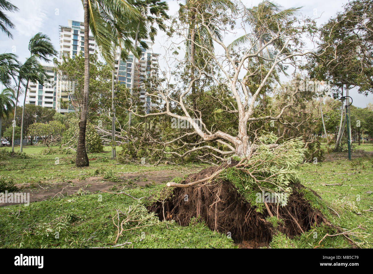 Darwin,NT,Australia-March 17,2018:Fallen tree after Cyclone Marcus at ...