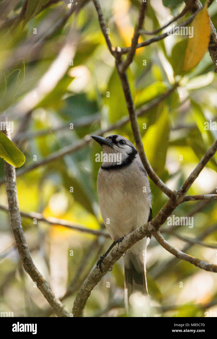 Blue jay bird Cyanocitta cristata perches in a mangrove forest near a ...