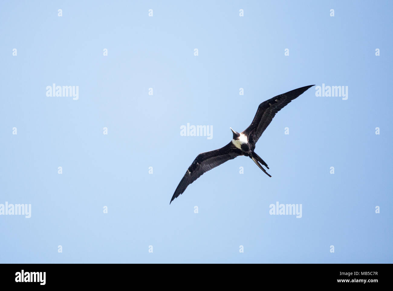 Female magnificent frigatebird Fregata magnificens flies high above ...