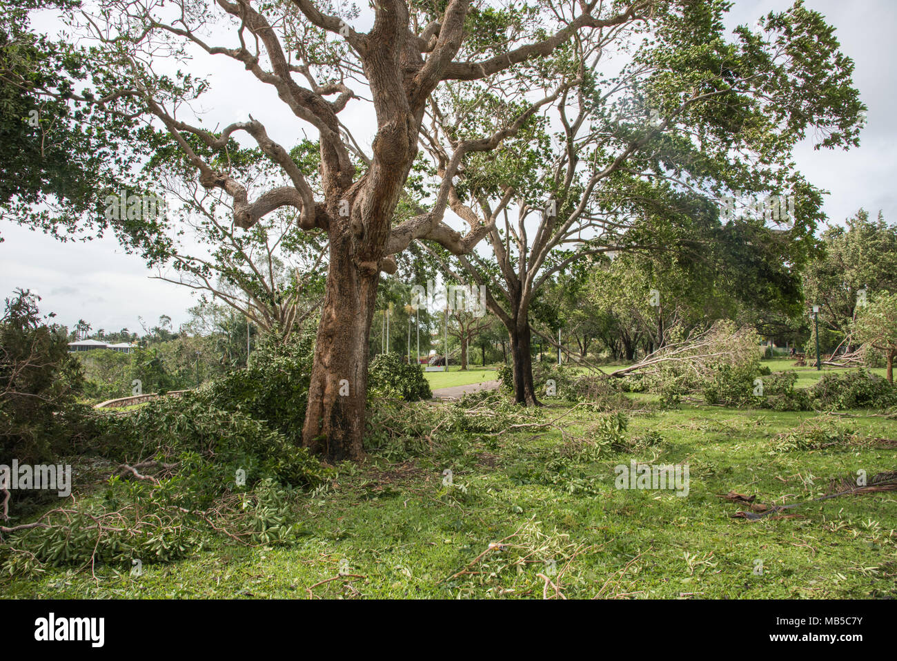 Aftermath of Cyclone Marcus at Bicentennial Park in Darwin, Australia ...