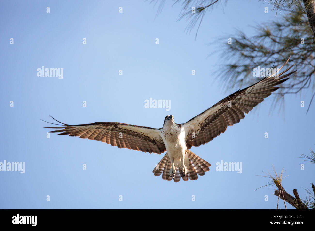 Osprey bird of prey Pandion haliaetus flying across a blue sky over ...