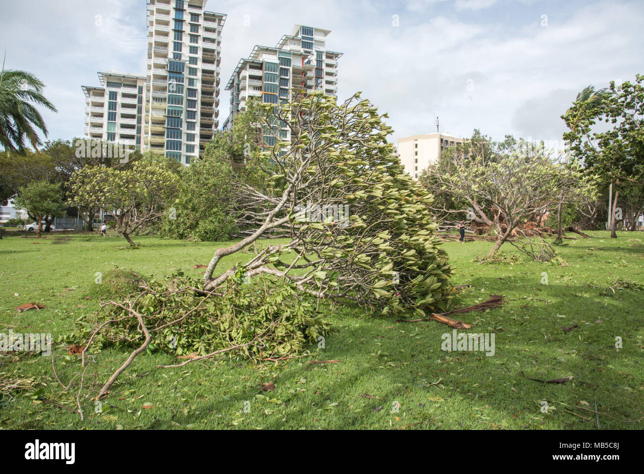 Darwin,NT,Australia-March 17,2018:Fallen tree after Cyclone Marcus at ...